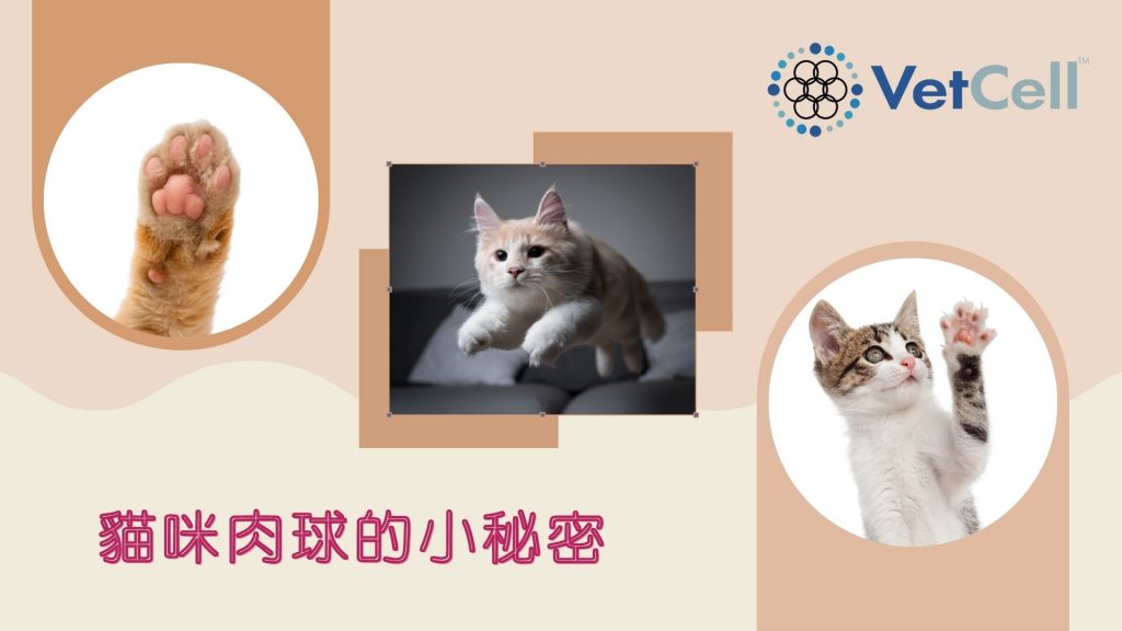 貓咪肉球的小秘密 : petpetlover